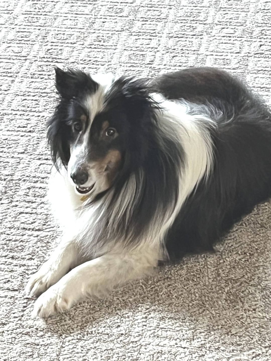 CAPS Investigator’s Journal: An Iowa Puppy Miller’s Cruelty Case ...