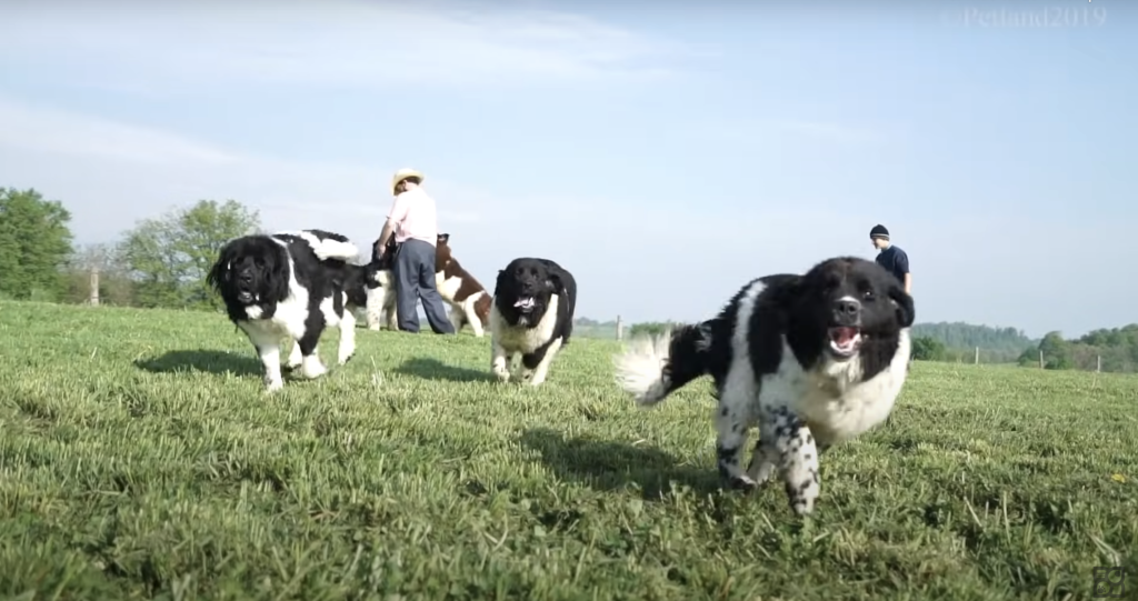 CAPS Investigator’s Journal: The Truth Behind Amish Puppy Mills ...
